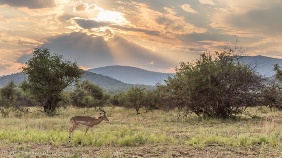From Johannesburg: Pilanesberg National Park Safari - Authentic Feedback from Travelers