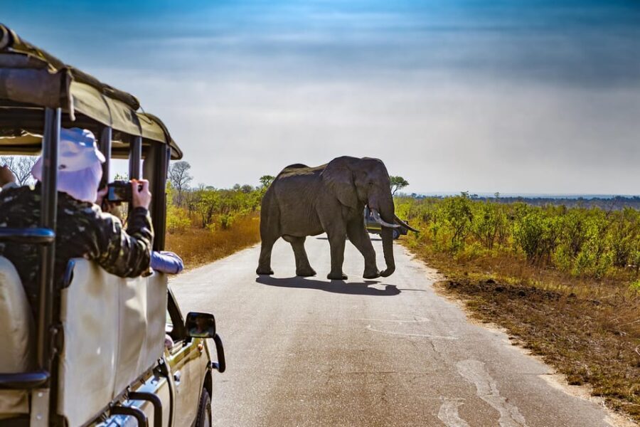 From Johannesburg: Pilanesberg Wildlife Safari - Why the Pilanesberg Safari Stands Out