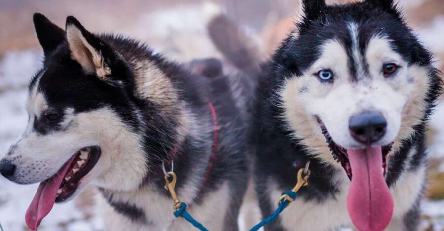 From Krakow: Dogsled Ride in Tatra Mountain - What Sets This Tour Apart