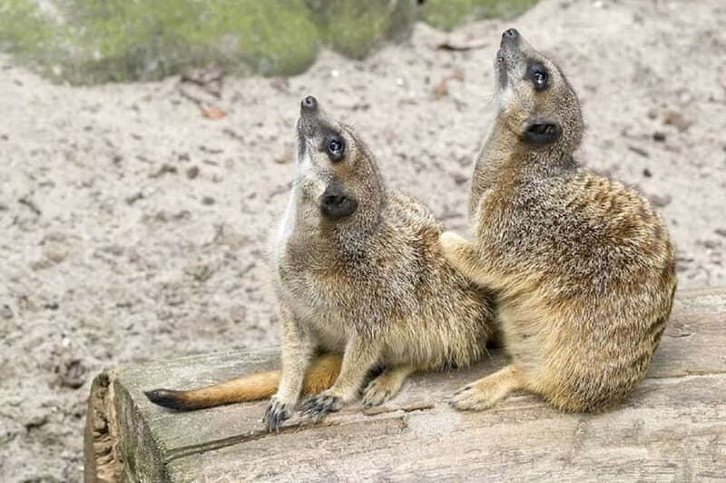 From Krakow: Zoo Trip with Private Luxury Transfer - Who Should Consider This Tour?