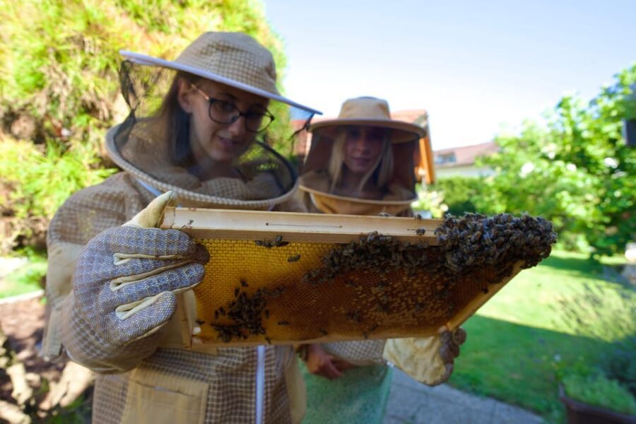 From Ljubljana: All About Bees - The Experience: What to Expect and What It Means