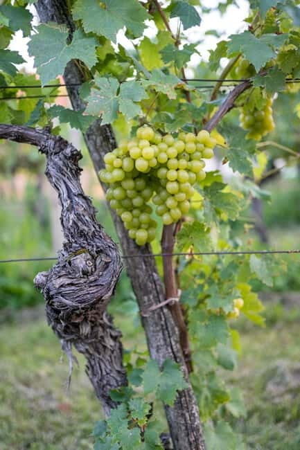 From Ljubljana: Vipava Valley Wine Express Tour - Why This Tour Works for You
