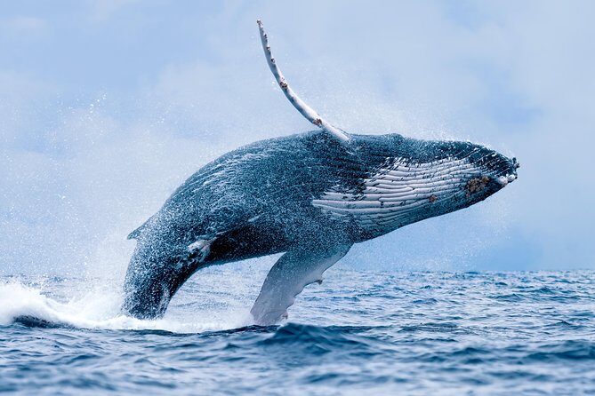 From Ma'alaea Harbor, Maui: Whale Watch Cruise Aboard Malolo - Authentic Encounters and Passenger Feedback