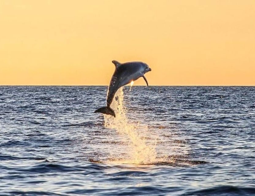 From Pore: Evening Dolphin Cruise with Welcome Drink - The Value of the Experience