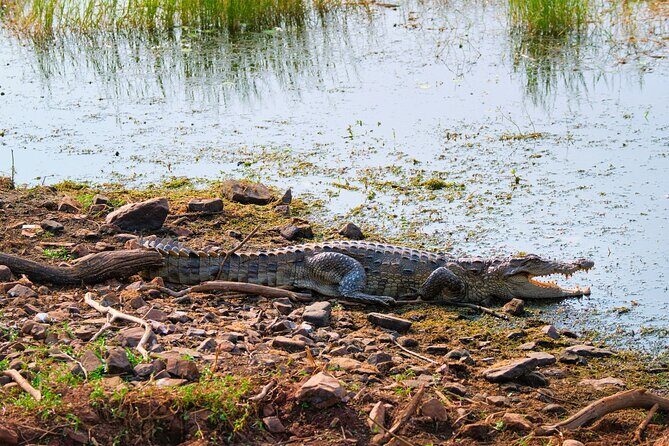 From Ranthambore:National Chambal Alligator Private Trip All Incl - Wildlife Viewing: What Are Your Chances?