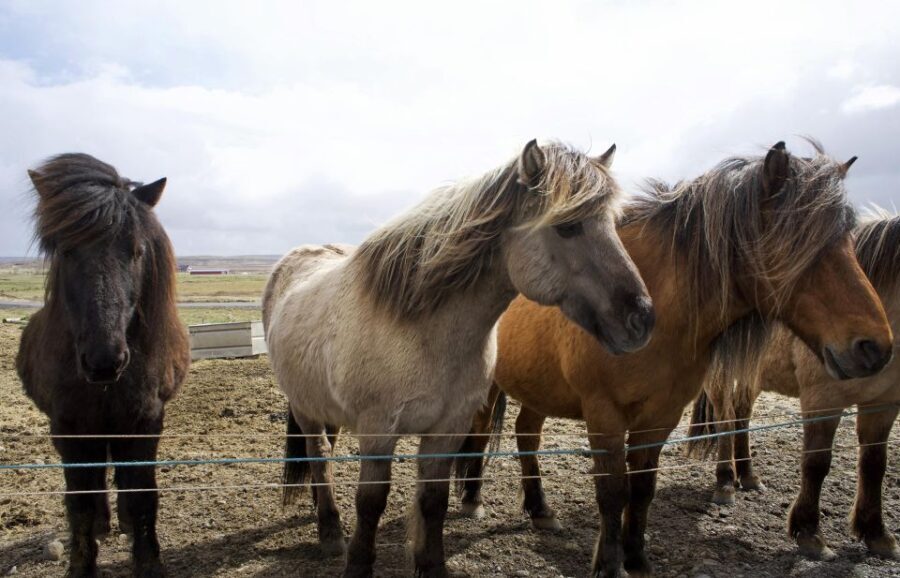 From Reykjavik: 6-Day Icelandic Ring Road Tour - What Makes This Tour Special?