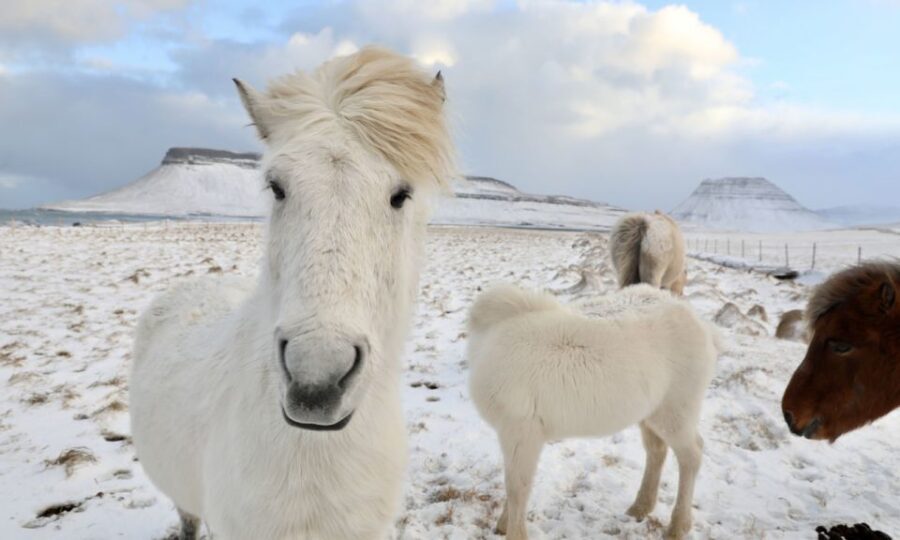 From Reykjavík: Full-day Golden Circle & Horse Riding Tour - What Sets This Tour Apart?