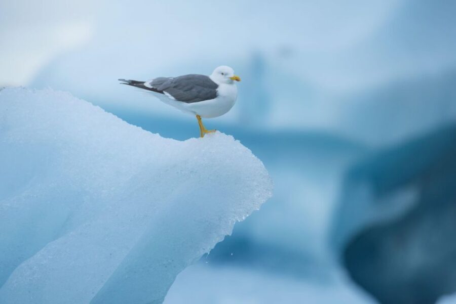 From Reykjavik: Jökulsárlón Glacier Lagoon and Diamond Beach - What Sets This Tour Apart?