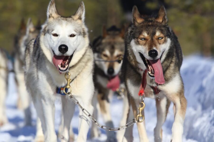 From Rovaniemi: 5km Husky Sleigh Ride - Logistics and Pricing