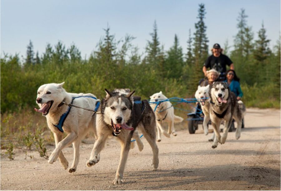From Rovaniemi: Autumn Husky Safari Adventure - The Husky Ride: What To Expect