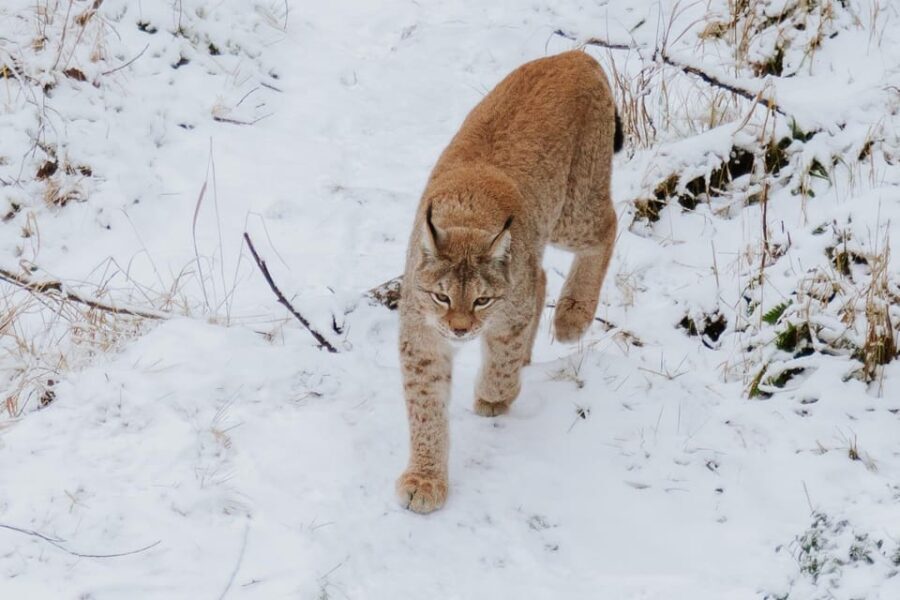 From Rovaniemi: Family Friendly Visit to Ranua Wildlife Park - Who Should Book This Tour?