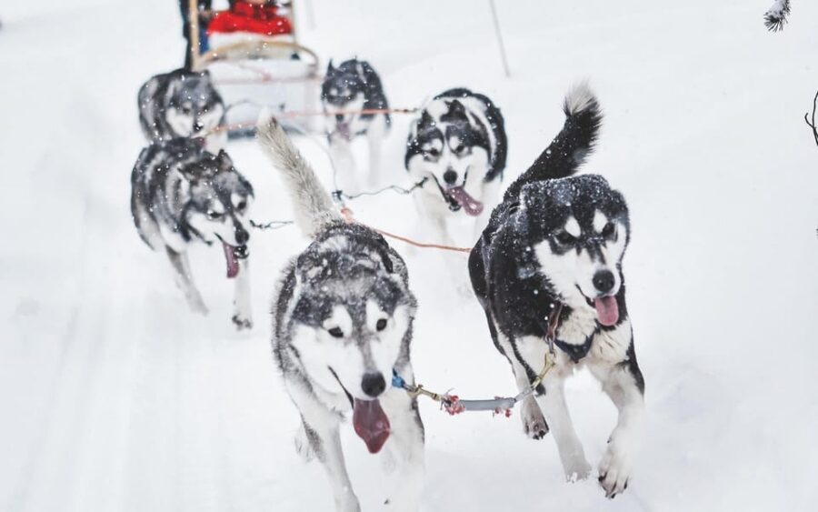 From Rovaniemi: Husky and Reindeer farm with sled ride - In-Depth Look at the Tour Experience