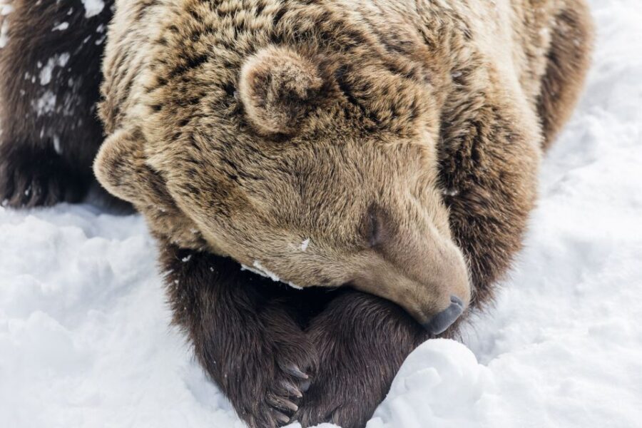 From Rovaniemi: Ranua Wildlife Park Experience - FAQs