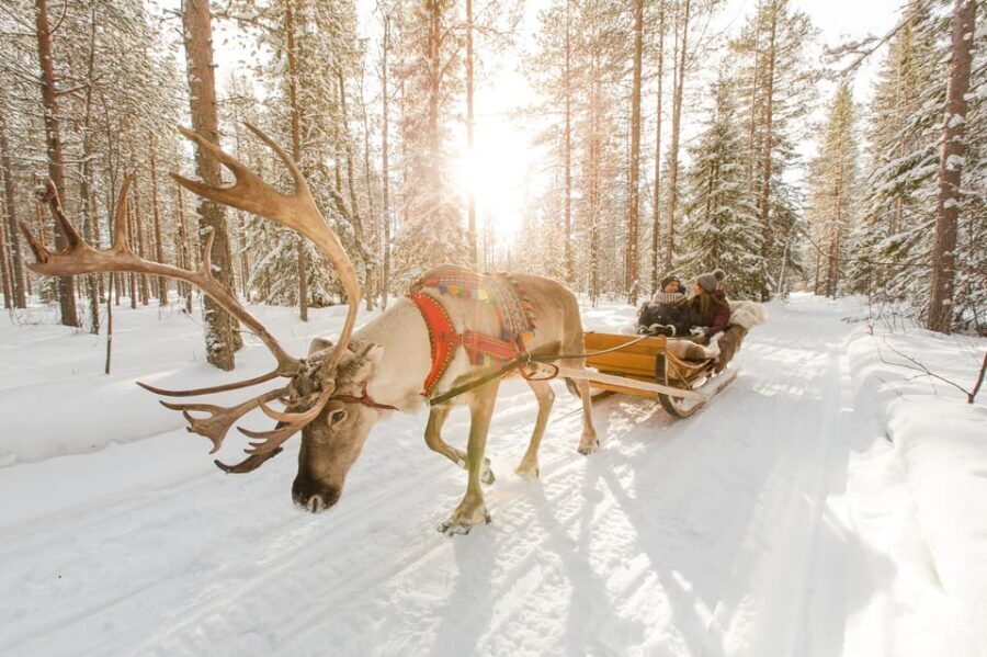 From Rovaniemi: Reindeer Farm Visit with Sleigh Ride - What’s Included and What to Keep in Mind