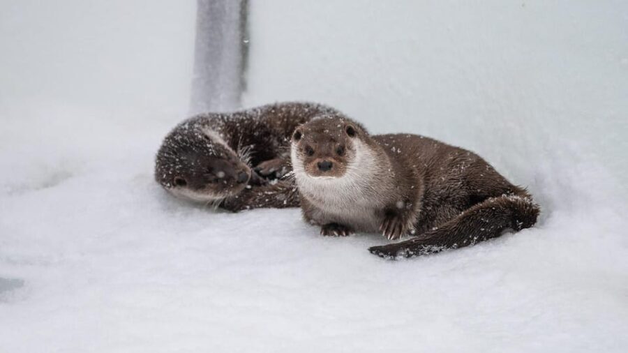 From Rovaniemi: Tour to Ranua Wildlife Park - Who Will Love This Tour?