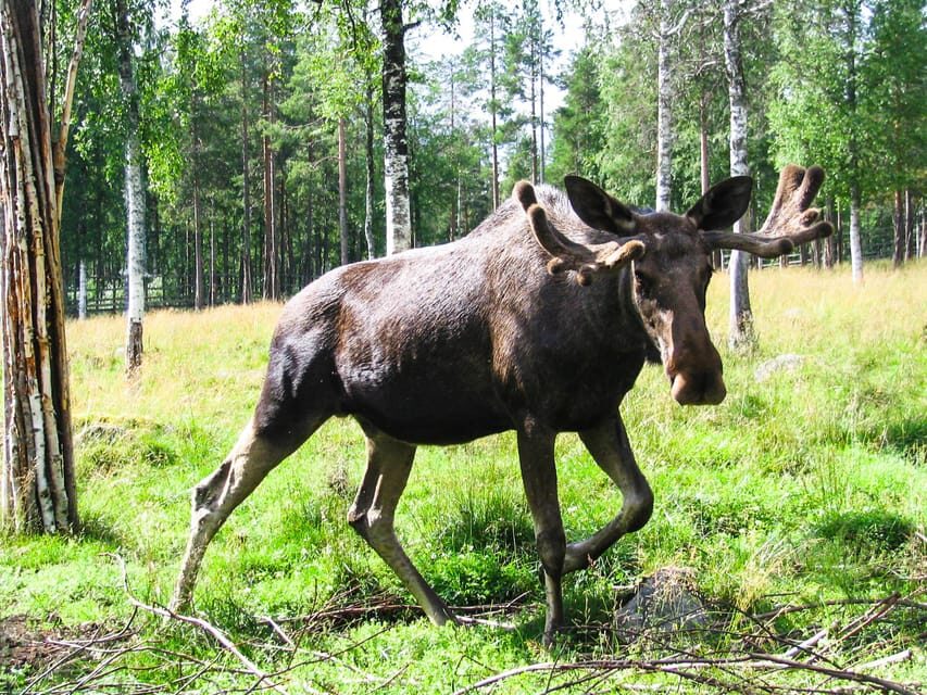 From Rovaniemi: Visit Wildlife Park in Ranua - What Makes This Tour Special?