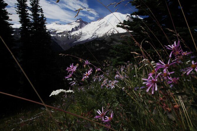 From Seattle: Private Tour to Mt. Rainier - A Closer Look at the Experience