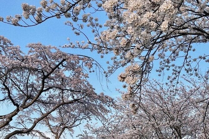 From Seoul: Private Day Tour to Gangneung - Transportation & Practicalities