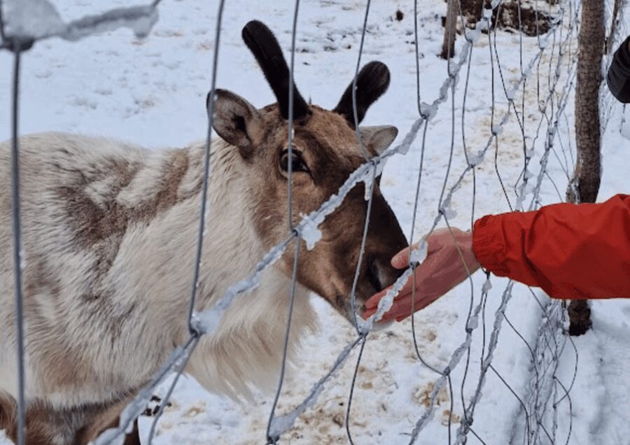 From Seyðisfjörður: Stuðlagil Canyon and Reindeer Park Tour - Exploring the Journey: A Detailed Look at the Tour