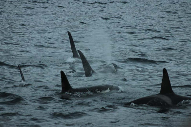 From Tromsø: All-Inclusive Whale & Orca Safari - What’s Included & What You Should Keep in Mind