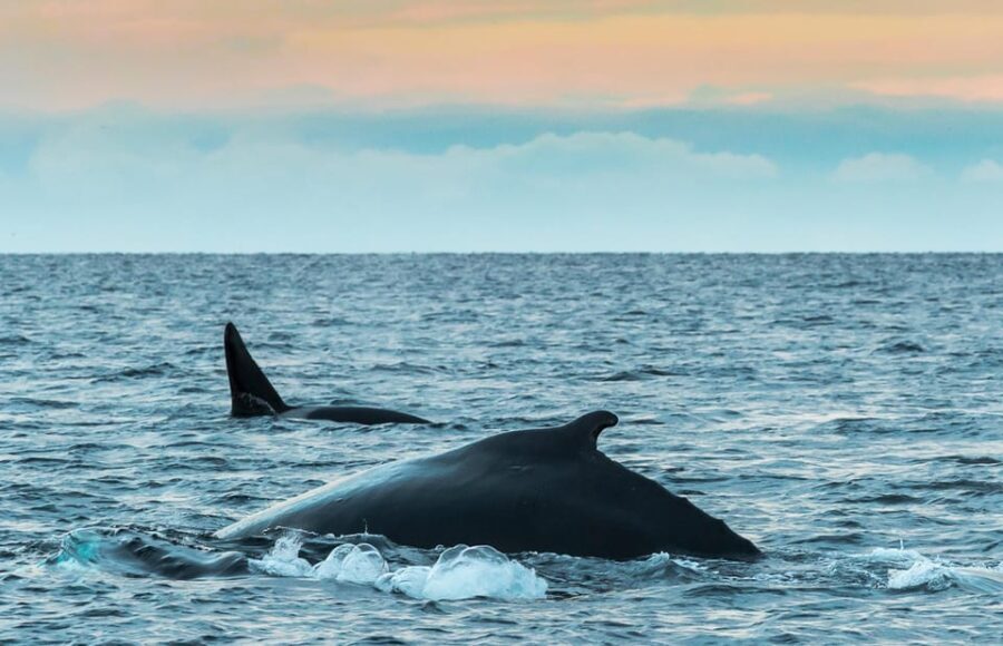 From Tromsø: Whale Watching RIB Safari at Skjervøy - Practical Tips for Your Whale Watching Day