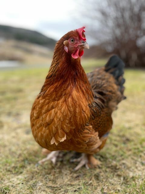 Frosta: Greenhouse and Farm Tour with Tastings - Practical Details: What You Need to Know