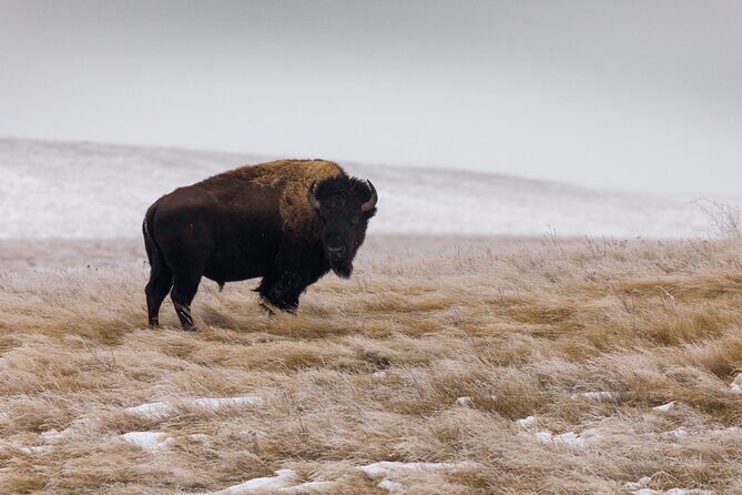 Frozen Frontier: Badlands Winter Expedition - Practical Tips for Travelers