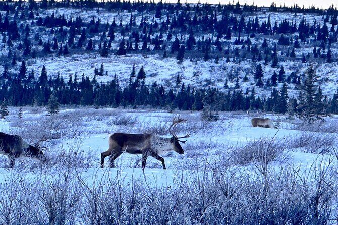 Full Alaskan Experience - How This Tour Delivers Value