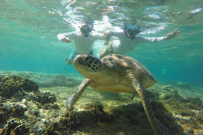 Full Day Apo Island Tour from Dumaguete - A Full Breakdown of the Itinerary