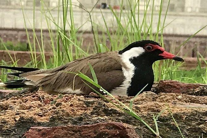 Full Day Bharatpur Bird Sanctuary with Fatehpur Sikri - Practical Tips for Travelers