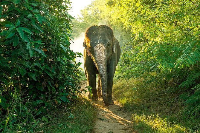Full Day Bundala Safari with Picnic Lunch from Hambantota Harbour - What’s Included and What You Should Know