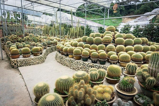 Full-day Cameron Highlands Tour - How Well Does This Tour Deliver?