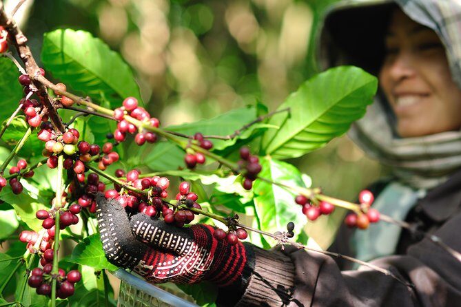 Full Day Crossing the Bolaven Plateau - Who Should Consider This Tour?