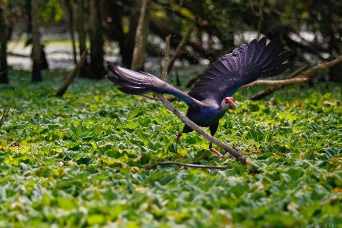 Full day: Hoi An - Bach Ma National Park - What Travelers Can Expect