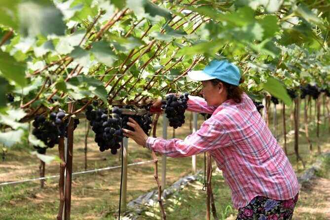 Full-Day Korean orchard tour with Lunch[Depart from Busan] - The Sum Up: Why This Tour Is Worth Considering