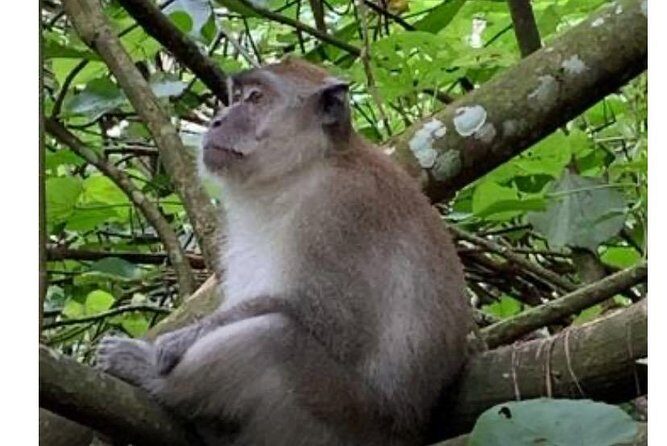 Full-Day Orangutans Adventure in Gunung Leuser - The Itinerary Breakdown: What to Expect