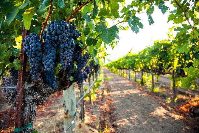 Full-Day Private Virginia Wine Tour Experience from Washington - What’s Included and What’s Not
