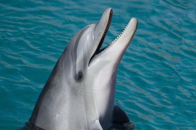 Full-Day Tour in Key West from Miami with Add-on extras - What the Reviews Say