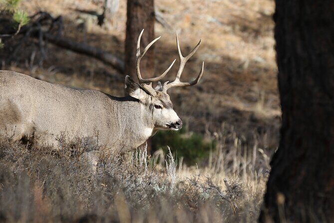 Full Day Tour in Rocky Mountain National Park Lunch Included - Final Thoughts: Is It Worth It?