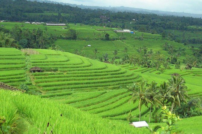 Full Day Tour: Jatiluwih Rice Terrace Tour by Volkswagen (VW) - Exploring the Full Day in Detail
