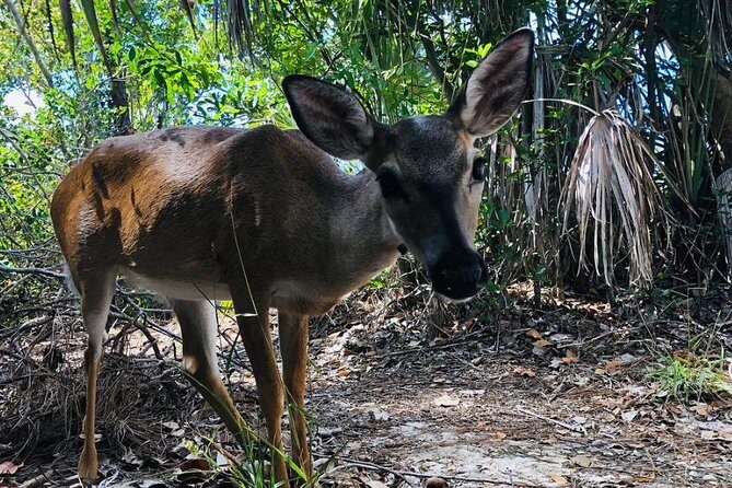 Full-Day Tour of Florida Keys Including Aquarium Encounters from Key West - Wildlife Spotting at the Key Deer Refuge and Blue Hole