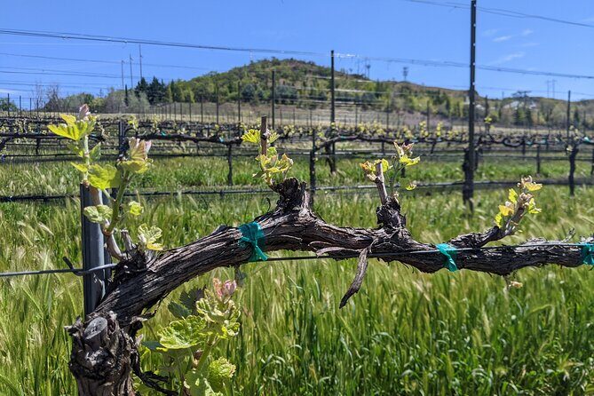 Full-Day Tour of Rogue Valley Wineries - What Travelers Say