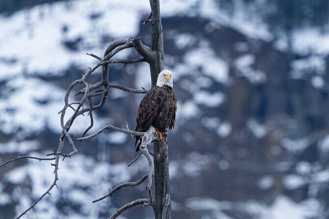 Full Day Wildlife Photography Tour In Yellowstone National Park - What’s Included and What’s Not?