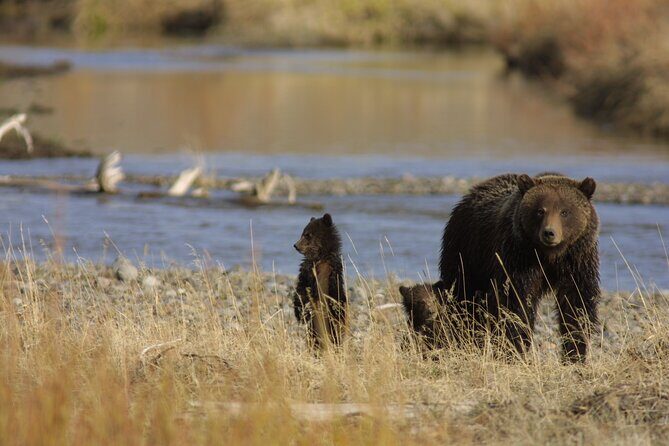 Full Day Wildlife Tour in Yellowstone Lamar Valley to Canyon - Analyzing the Value and Experience