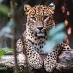 Full Day Yala Safari with Picnic Lunch from Hambantota Harbour - The Sum Up
