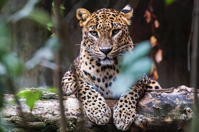 Full Day Yala Safari with Picnic Lunch from Hambantota Harbour - The Sum Up