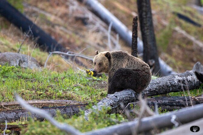 Full day Yellowstone The Volcano Lower Loop West Yellowstone - Who Should Consider This Tour?