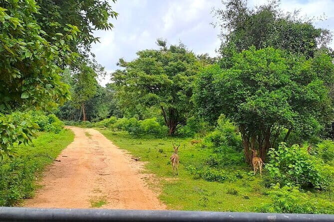 Fully Private Udawalawe National Park Safari Tour - Detailed Breakdown of the Itinerary