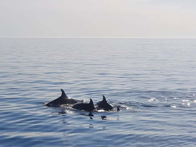 Funtana,Vrsar: Dolphin watching at sunset,drinks included - An Honest Look at the Experience