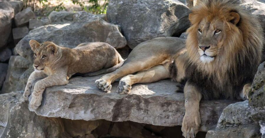 Gdansk: Oliwa Zoo with Tickets and Roundtrip Transportation - The Itinerary: What to Expect from This Zoo Tour